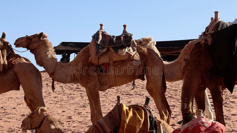 Camel Caravan Resting on Sand in Wadi Rum Protected Area, Jordan. Stock ... Camel Caravan Resting on Sand in Wadi Rum Protected Area, Jordan. Stock ...