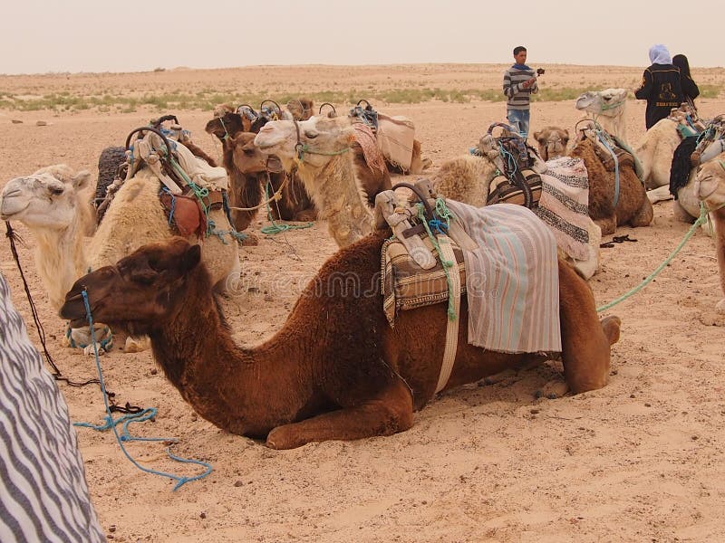 Loaded Camel Photos - Free & Royalty-Free Stock Photos from Dreamstime