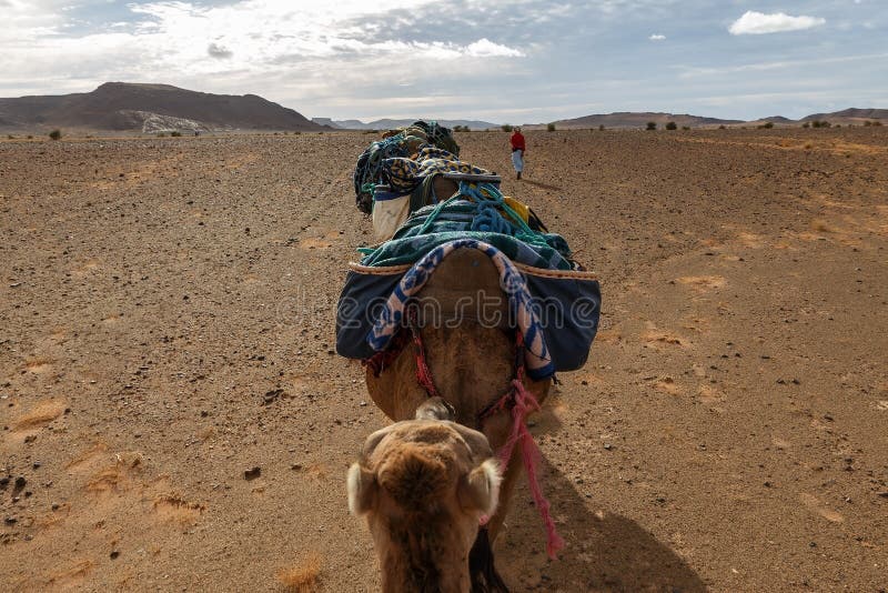 Camel Caravan in the Sahara Desert. View from Camel Back Stock Image ...