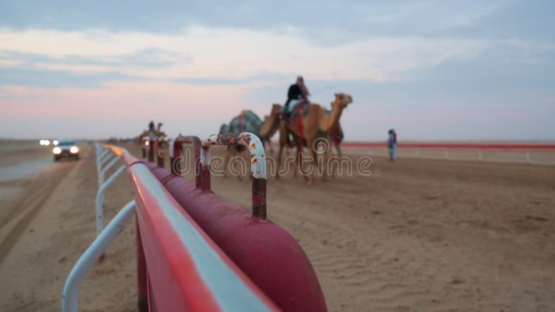 Camel Caretaker Riding Camel in the Race Track Passing Robot Jockey on ...