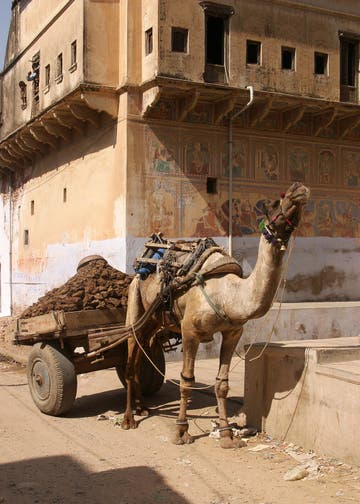Camel with cart stock photo. Image of asia, camel, cart - 17710506