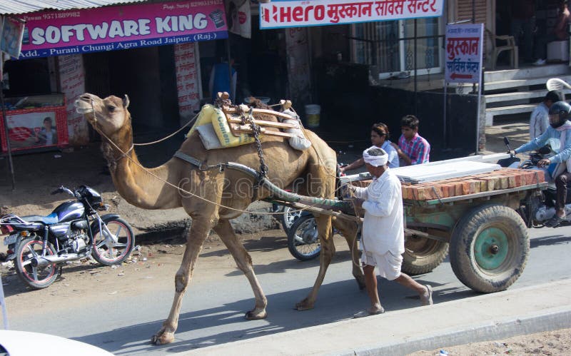 Camel Pulling Cart in India Editorial Image - Image of ornate, travel ...