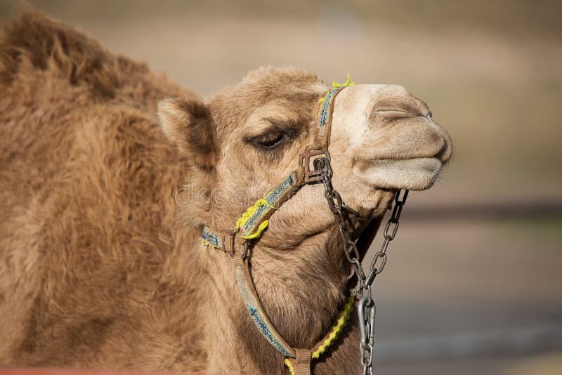 Camel Chain Face Stock Photos - Free & Royalty-Free Stock Photos from ...