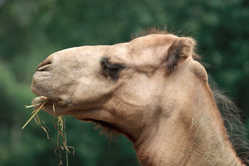 Camel Chewing stock image. Image of mouth, grass, bite - 15206879