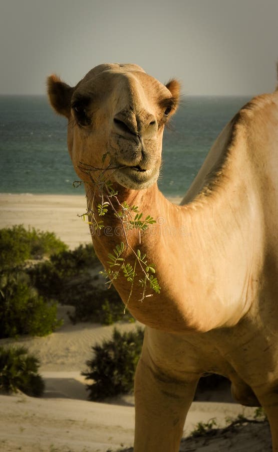 Camel Chewing stock photo. Image of plant, sand, dunes - 25779468