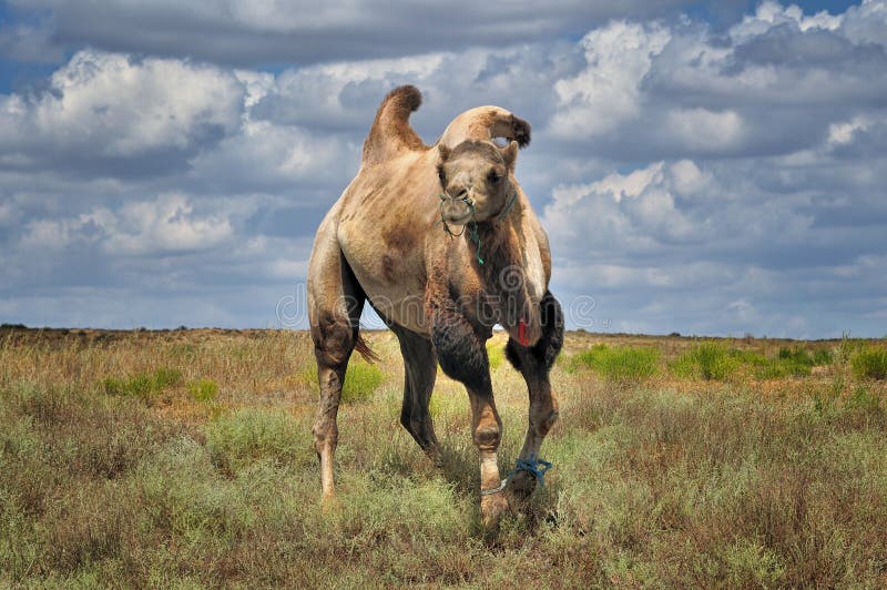 Camel stock photo. Image of chews, tail, camel, animal - 32704268