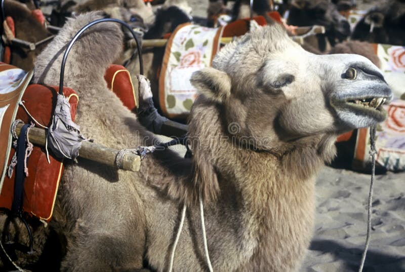 Camel,China stock photo. Image of passenger, sand, profile - 10625704