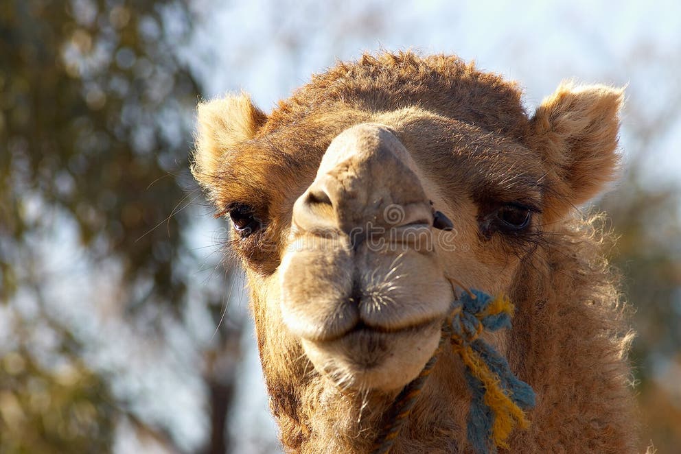 Camel close up stock image. Image of camel, eyes, desert - 2001481