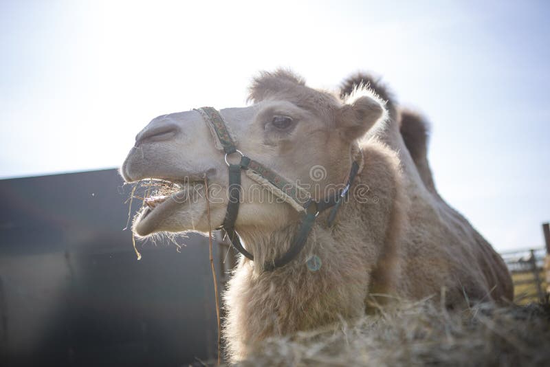 Camel Close-up in the Bright Sun. Stock Image - Image of outdoor ...