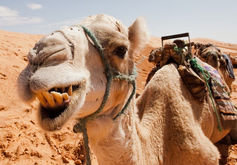 262 Camel Laughing Stock Photos - Free & Royalty-Free Stock Photos from ...