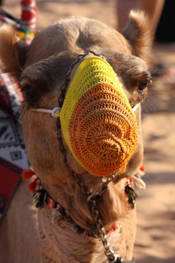 Camel stock photo. Image of close, camel, nature, rest - 44109812