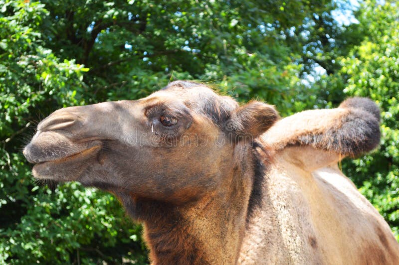 Camel Close-up with Colorful Decorations. Close-up. Stock Photo - Image ...