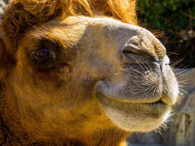 Camel close up portrait stock image. Image of camel - 172373145