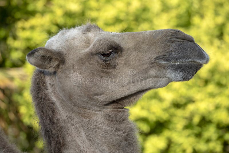 Camel stock image. Image of twin, summer, mammal, wildlife - 123379307