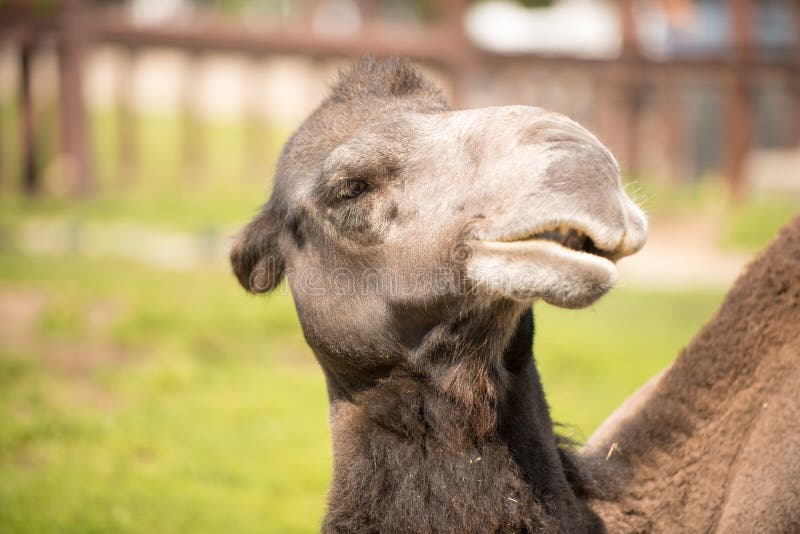 Camel portrait on a side stock image. Image of brown - 87760713