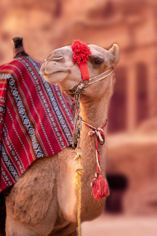 Camel Under Red Rocks in Petra, Jordan Stock Photo - Image of adventure ...