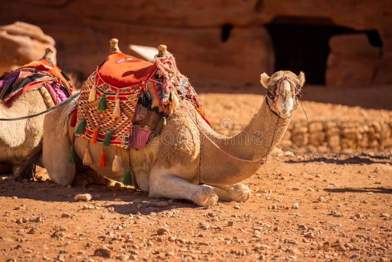 Camel Under Red Rocks in Petra, Jordan Stock Image - Image of bedouin ...