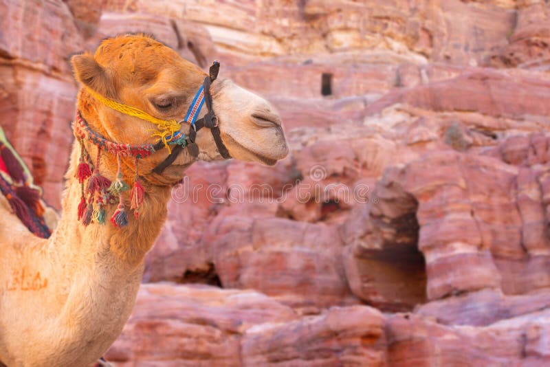 Camel Under Red Rocks in Petra, Jordan Stock Photo - Image of desert ...