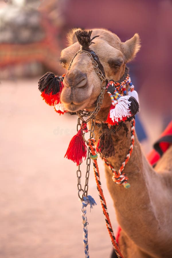 Camel Under Red Rocks in Petra, Jordan Stock Photo - Image of asia ...