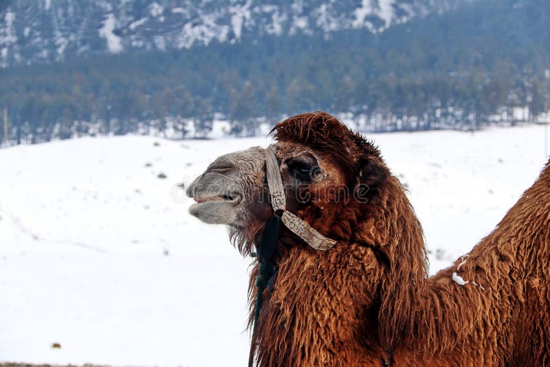 Camel Close-up Under Snowfall and Snowy Landscape Stock Photo - Image ...
