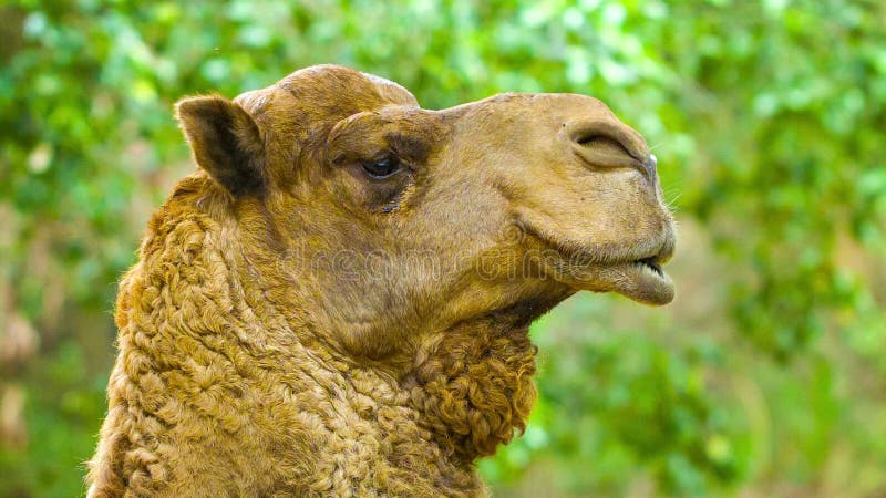 Camel Close-up in Desert at Sunset with Clear Skies, Adventure and ...