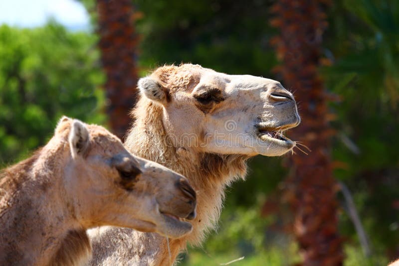 Side Profile Bactrian Camel Stock Photos - Free & Royalty-Free Stock ...