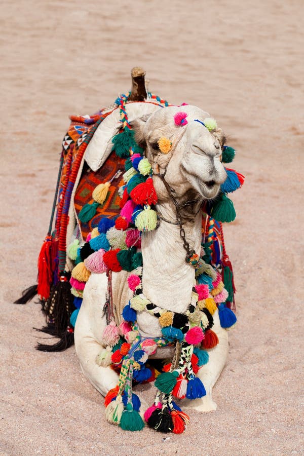 Camel in color decorations stock photo. Image of colorful - 13665272
