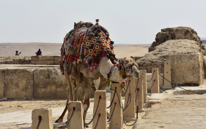 Giza Plateau at Cairo, Egypt. Editorial Photography - Image of animal ...