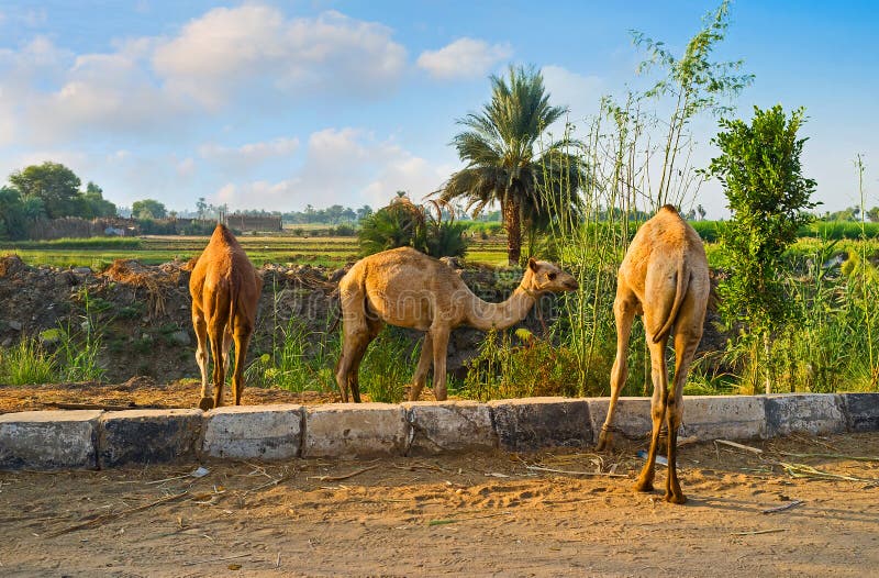 The camel colts stock image. Image of africa, young, aswan - 70115493