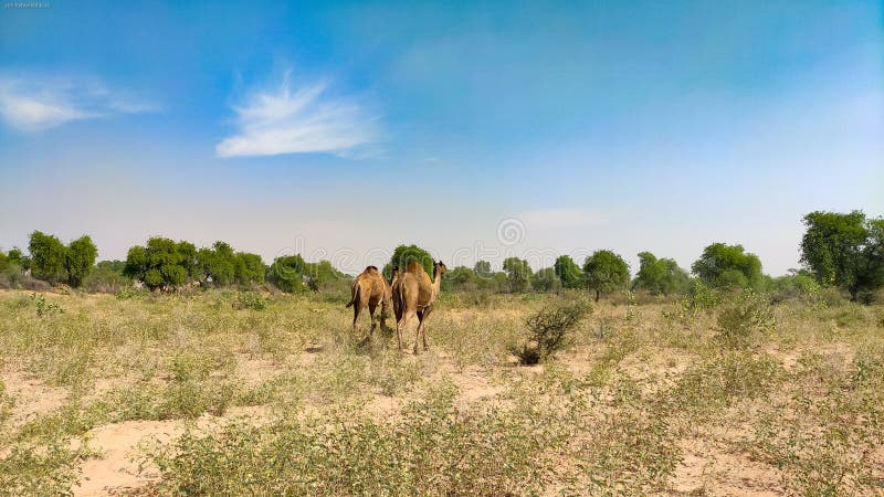 Two Camels in the Field with Blue Sky Stock Photo - Image of bikaner ...