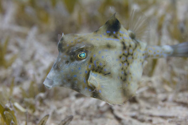 Camel Cowfish in Red Sea stock image. Image of reef - 133830851