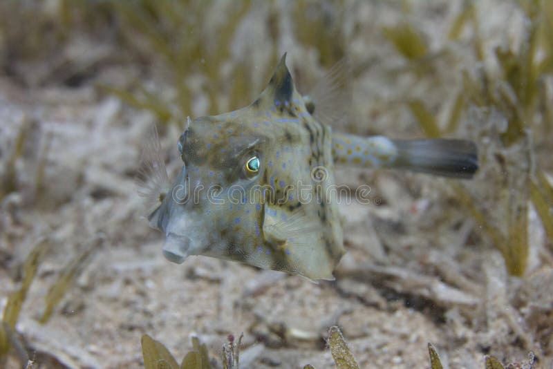 Camel Cowfish in Red Sea stock photo. Image of aqaba - 133830854
