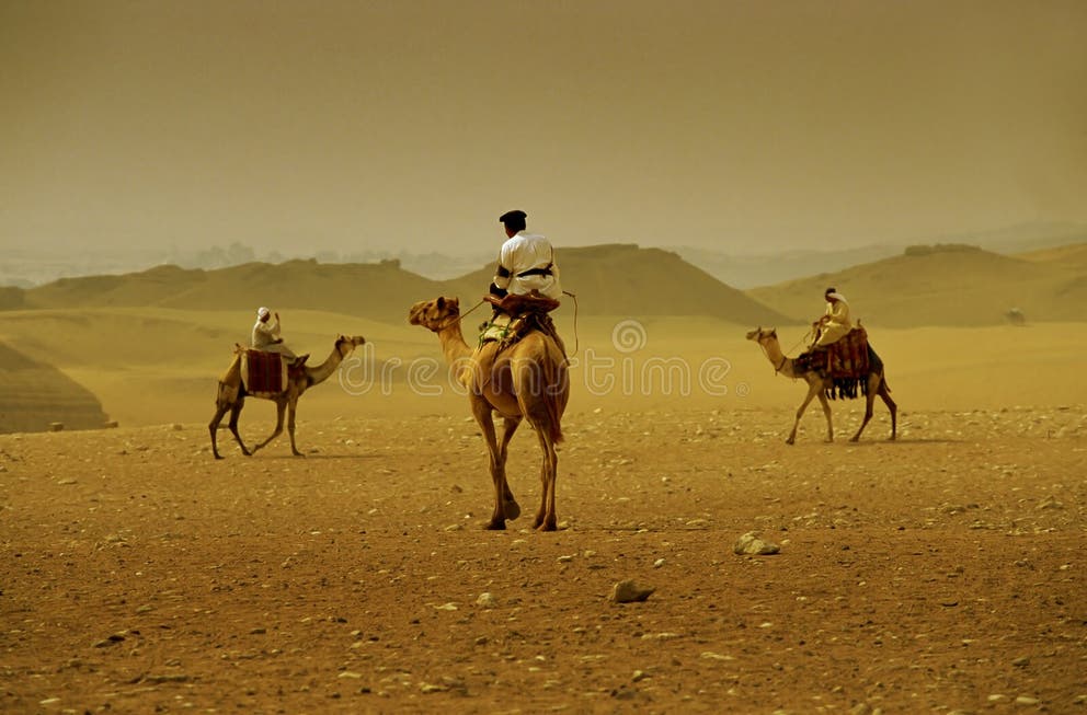 Camel crossing stock photo. Image of ship, meet, jordan - 118842
