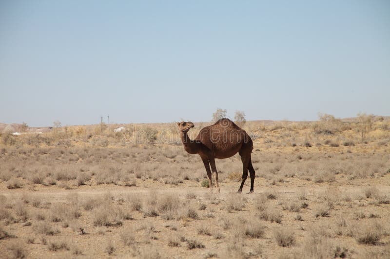Camel Crossing the Dessert in a Sunny Day. Stock Photo - Image of camel ...