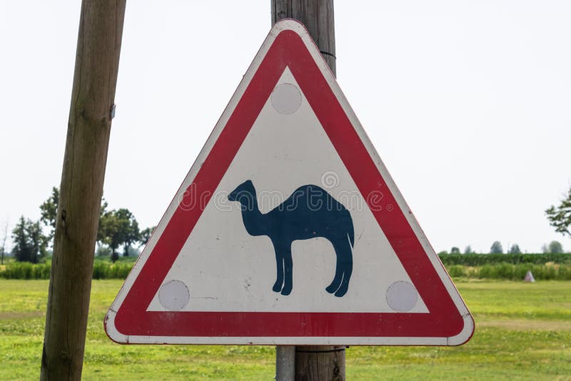 Camel Crossing Road Sign with Green Grass Background, Beware of Camels ...