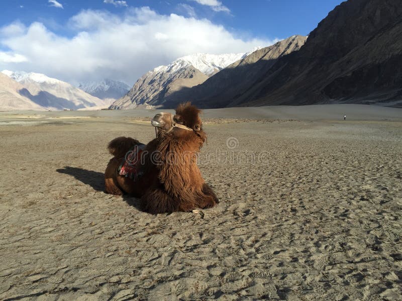 Camel stock image. Image of sunny, sand, camel, nubravalley - 72864885