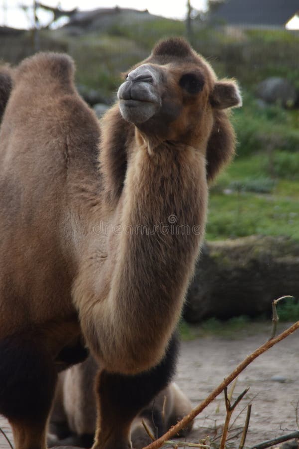 A Camel is Cute stock image. Image of head, sunny, view - 341233151