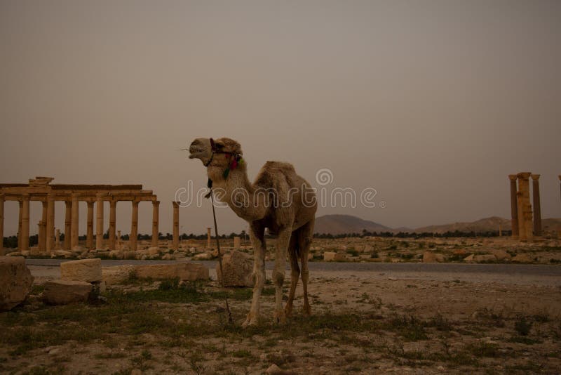 Ruins in Palmyra by night stock image. Image of ancient - 11979309