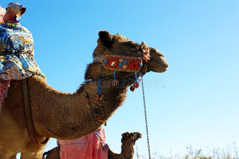 Camel in a Red Halter at Sunset Stock Photo - Image of halter, food ...
