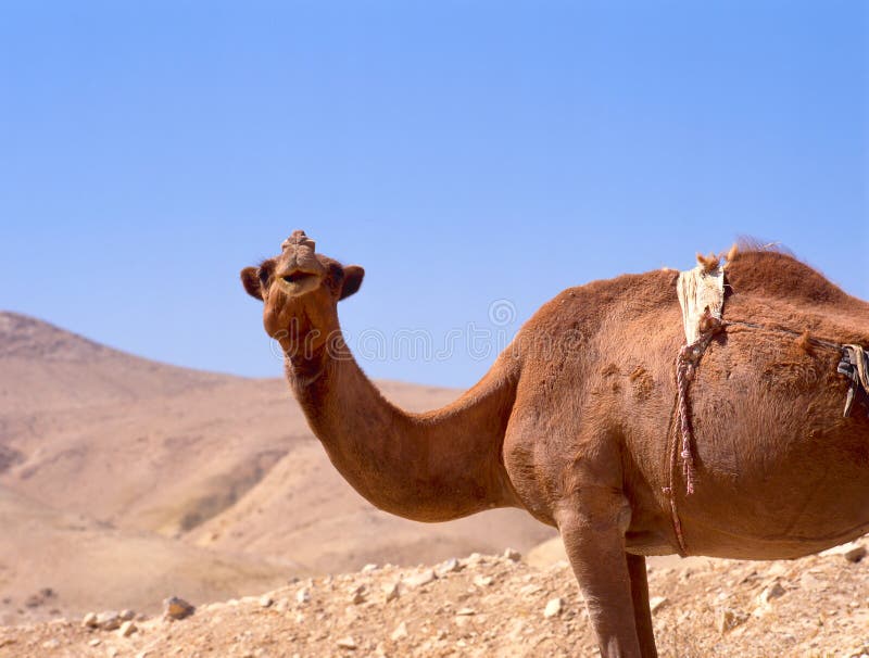 Camel in the desert stock photo. Image of mammal, vacations - 12062922