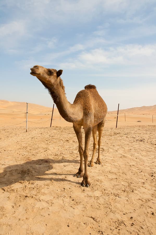 Camel in the desert stock image. Image of sandy, sahara - 21583697