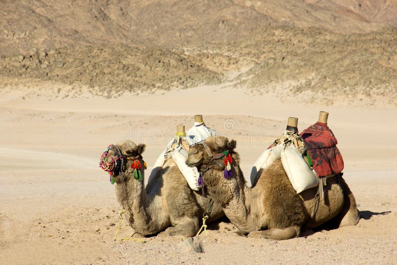 Camel in the desert stock image. Image of animal, egypt - 28869331