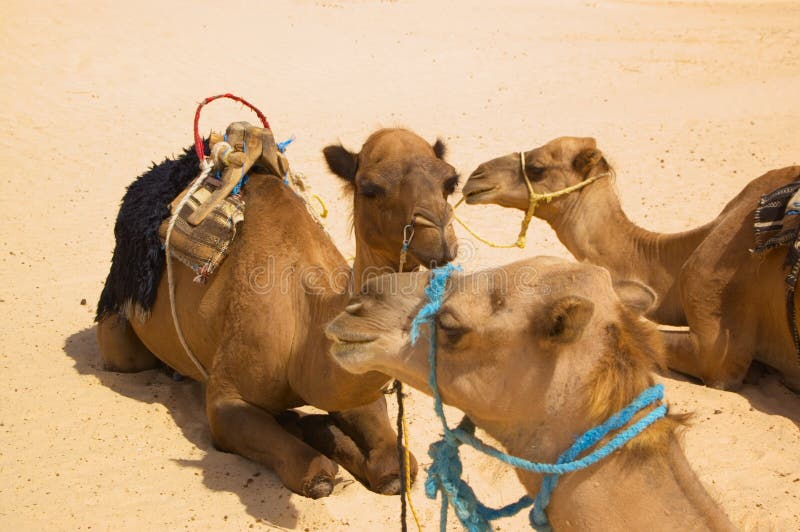 Camel market stock photo. Image of hump, animal, travel - 28397490