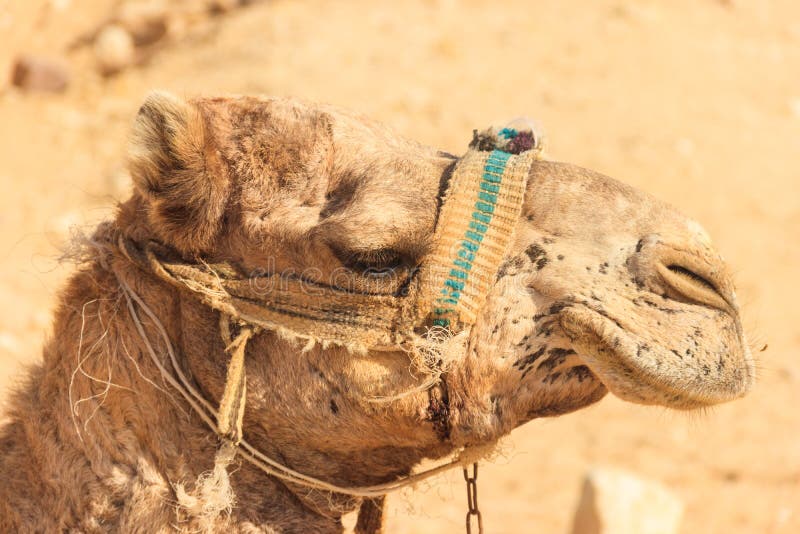 Camel in desert. Close-up stock image. Image of domestic - 168054563