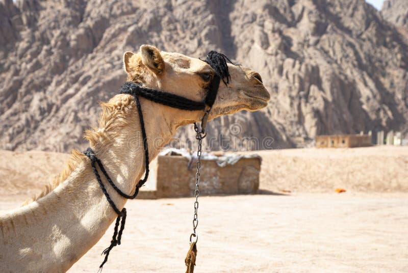 Camel in the Desert on the Sun Stock Image - Image of summer, nature ...