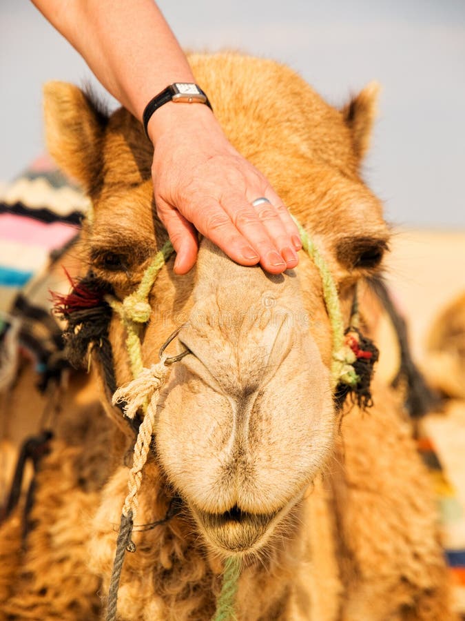 Camel in the desert stock photo. Image of closeup, human - 48974360