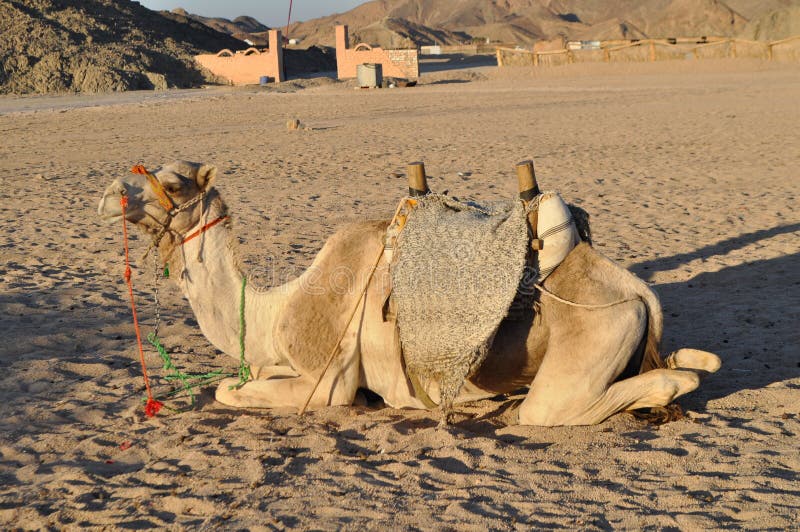 Camel in the Desert Under the Sun Stock Photo - Image of horizon ...