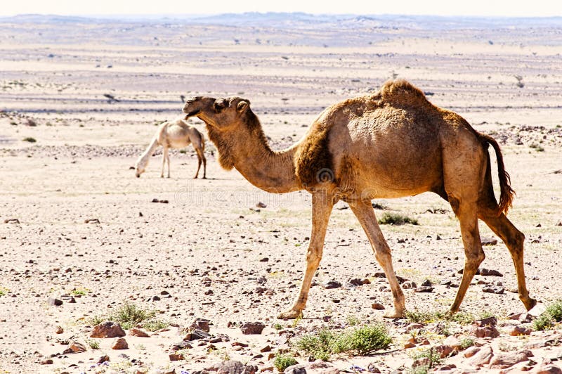 Camel stock image. Image of countryside, middle, dried - 55194731