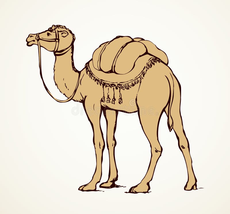 Camel. Dessin vectoriel illustration de vecteur. Illustration du ...