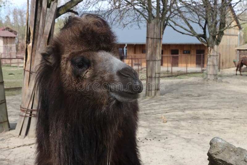 Camel Detail Portrait at Ranch Stock Photo - Image of africa, east ...